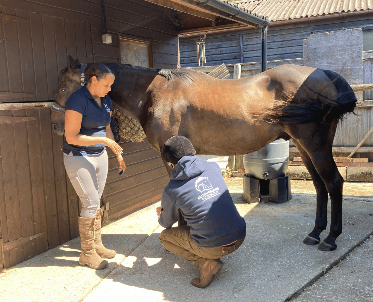 Team Leader in equine or animal care - Haddon Training