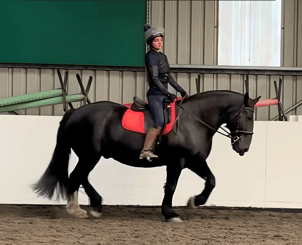 Lucy’s Equine Groom Journey at Pinkmead Equestrian - Haddon Training